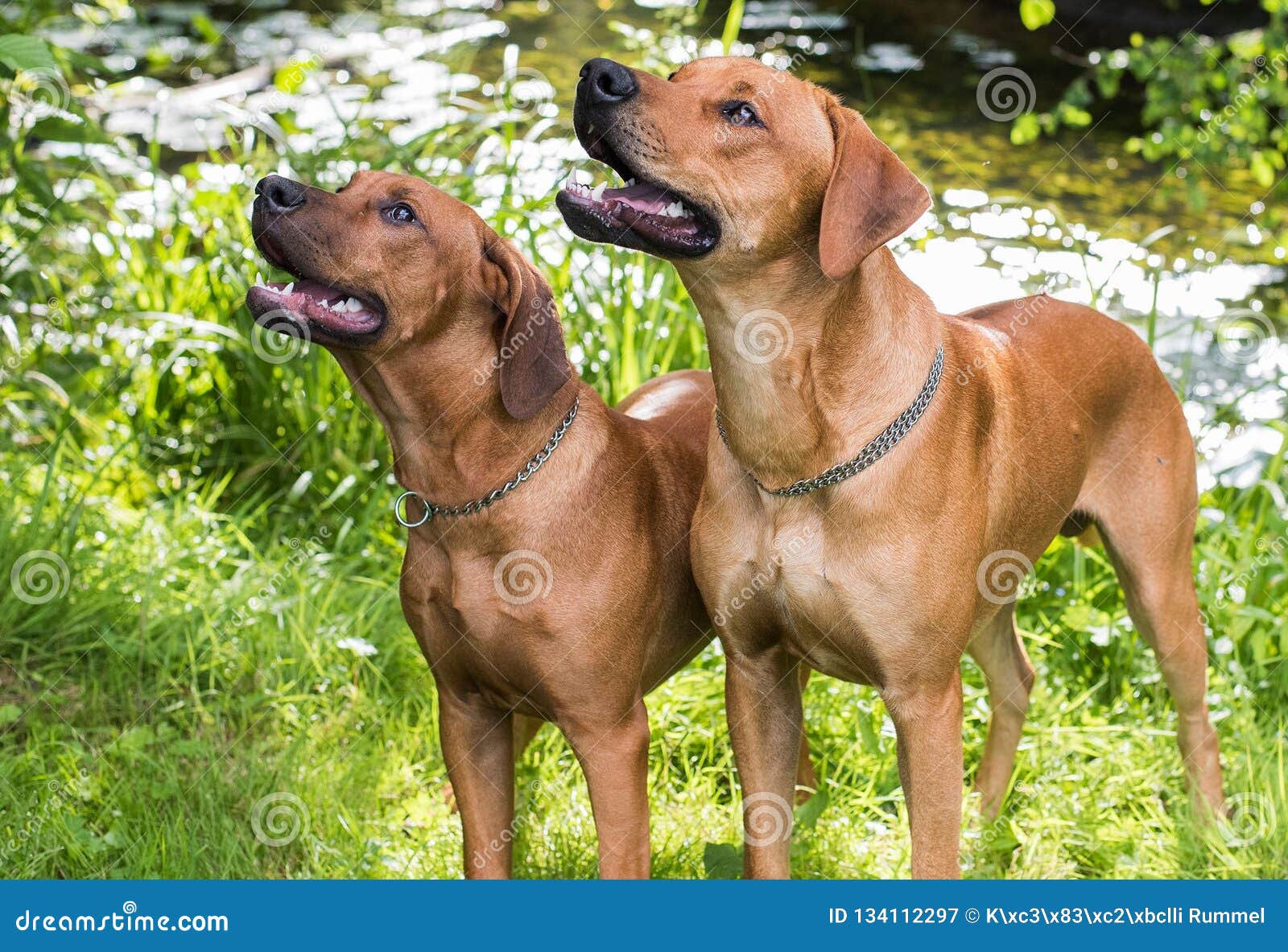 Rhodesian Ridgebacks by the River Stock Image - Image of friend ...