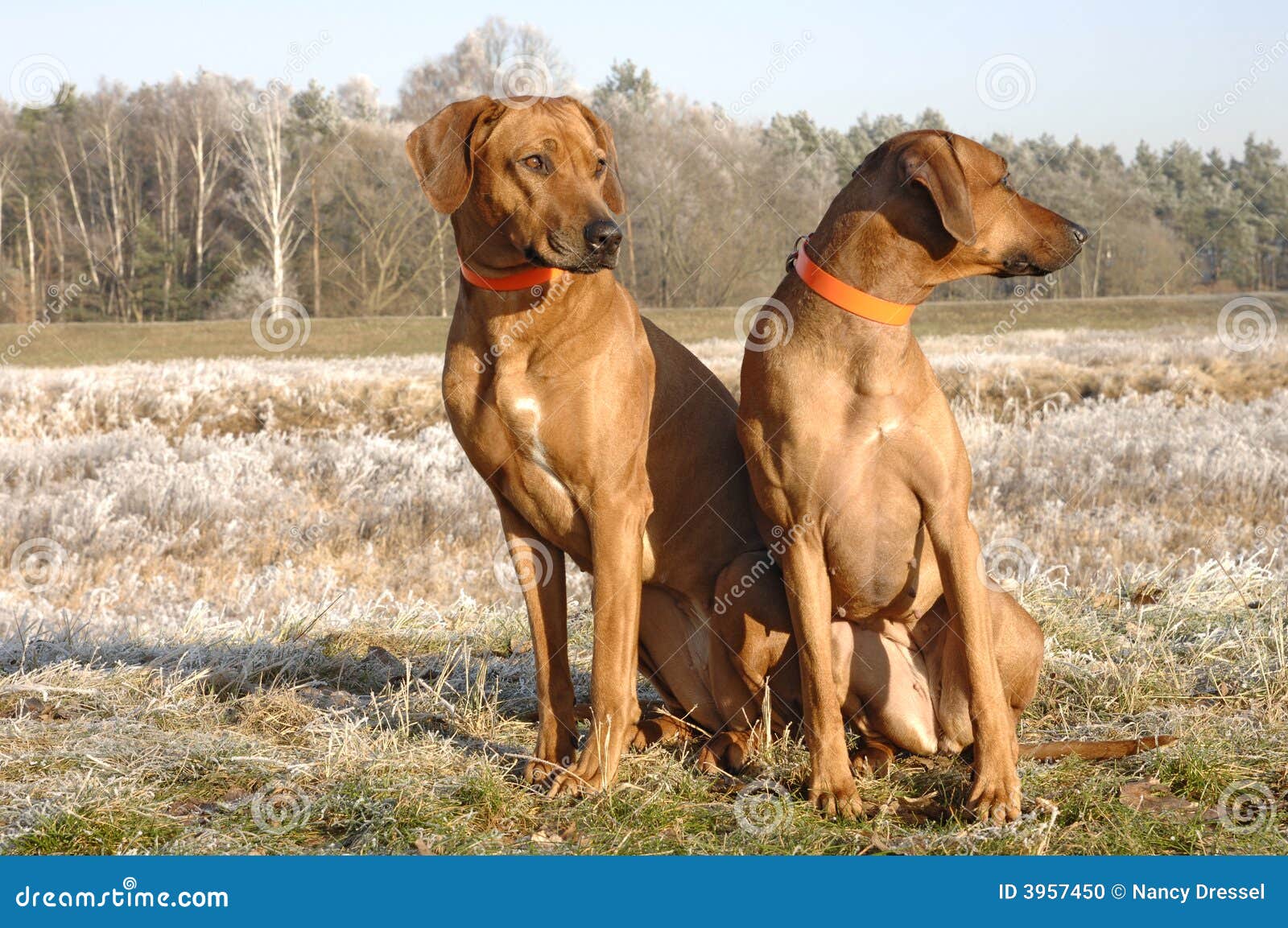 Rhodesian Ridgebacks in Snow Stock Photo - Image of backyard, hound ...