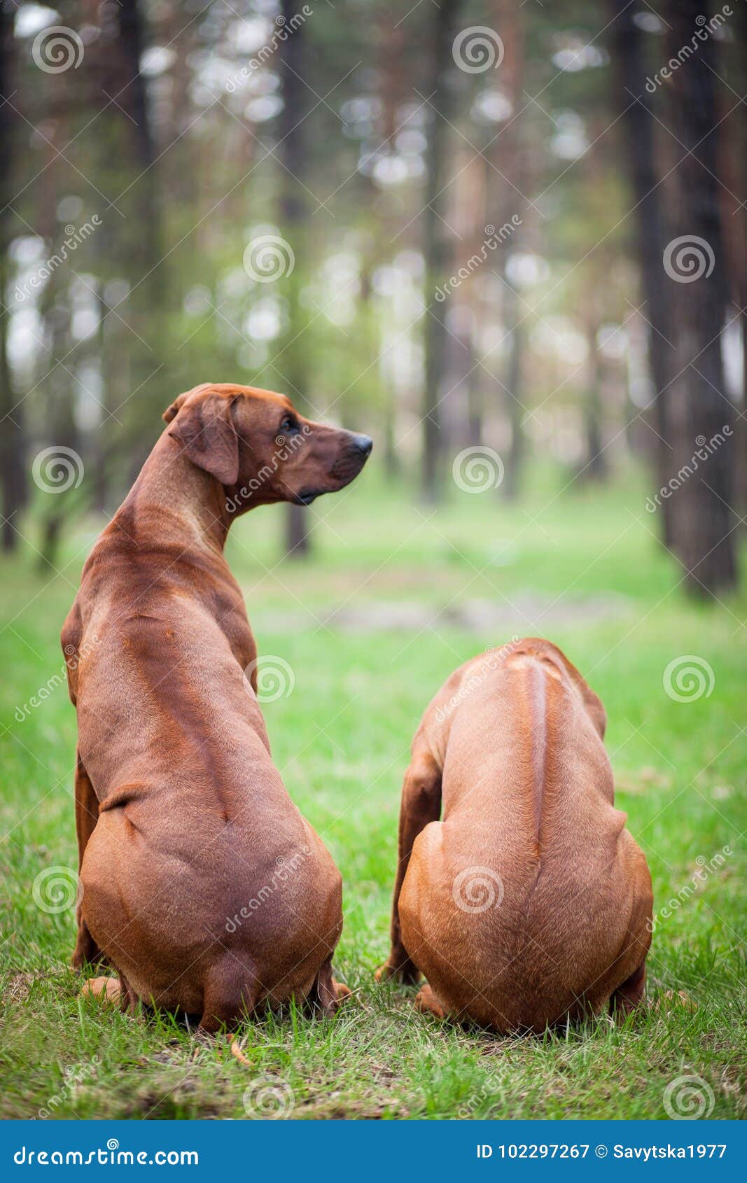 Rhodesian Ridgebacks stock image. Image of ridge, round - 102297267