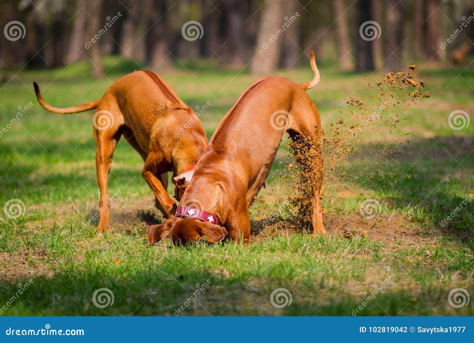 Rhodesian Ridgebacks stock photo. Image of reddish, rufous - 102819042