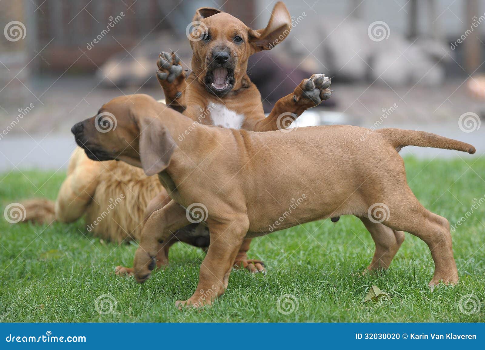 Rhodesian Ridgebback Puppies Stock Photo - Image of pets, lovable: 32030020