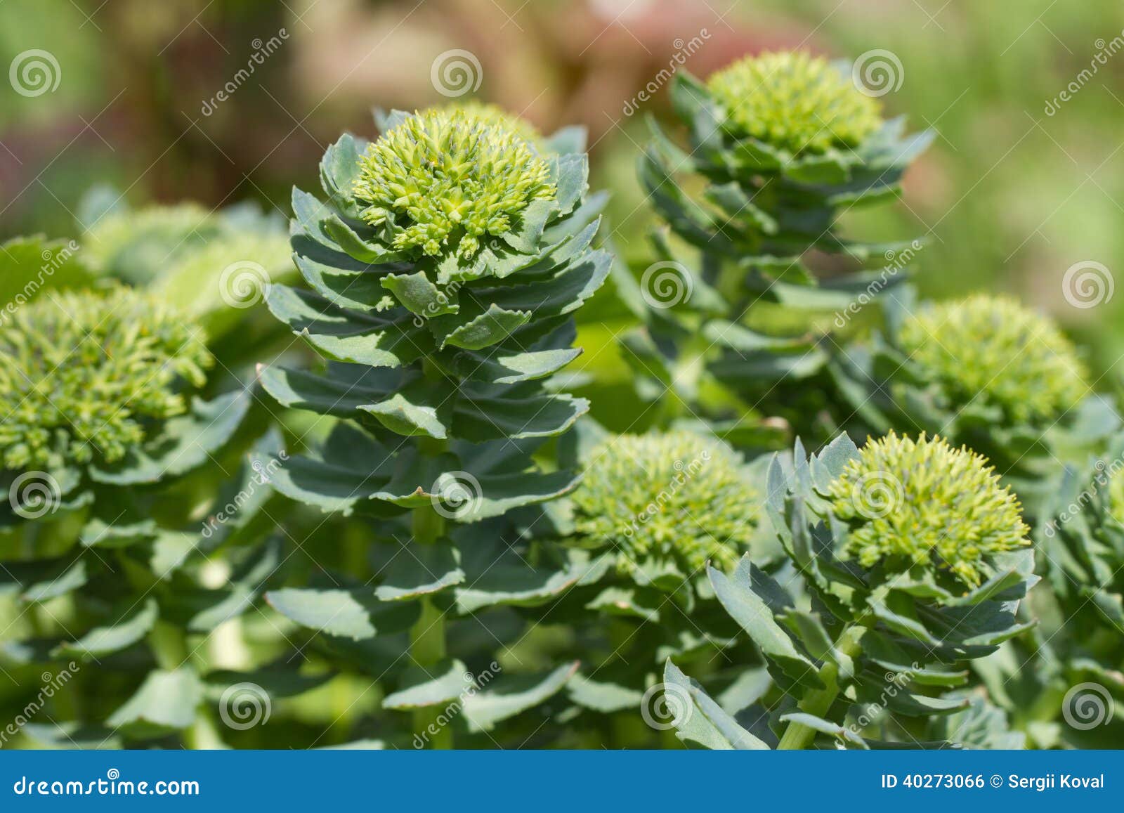 Rhodiola Rosea Or Golden Root, Rose Root, Roseroot, Aaron`s Rod, Arctic ...