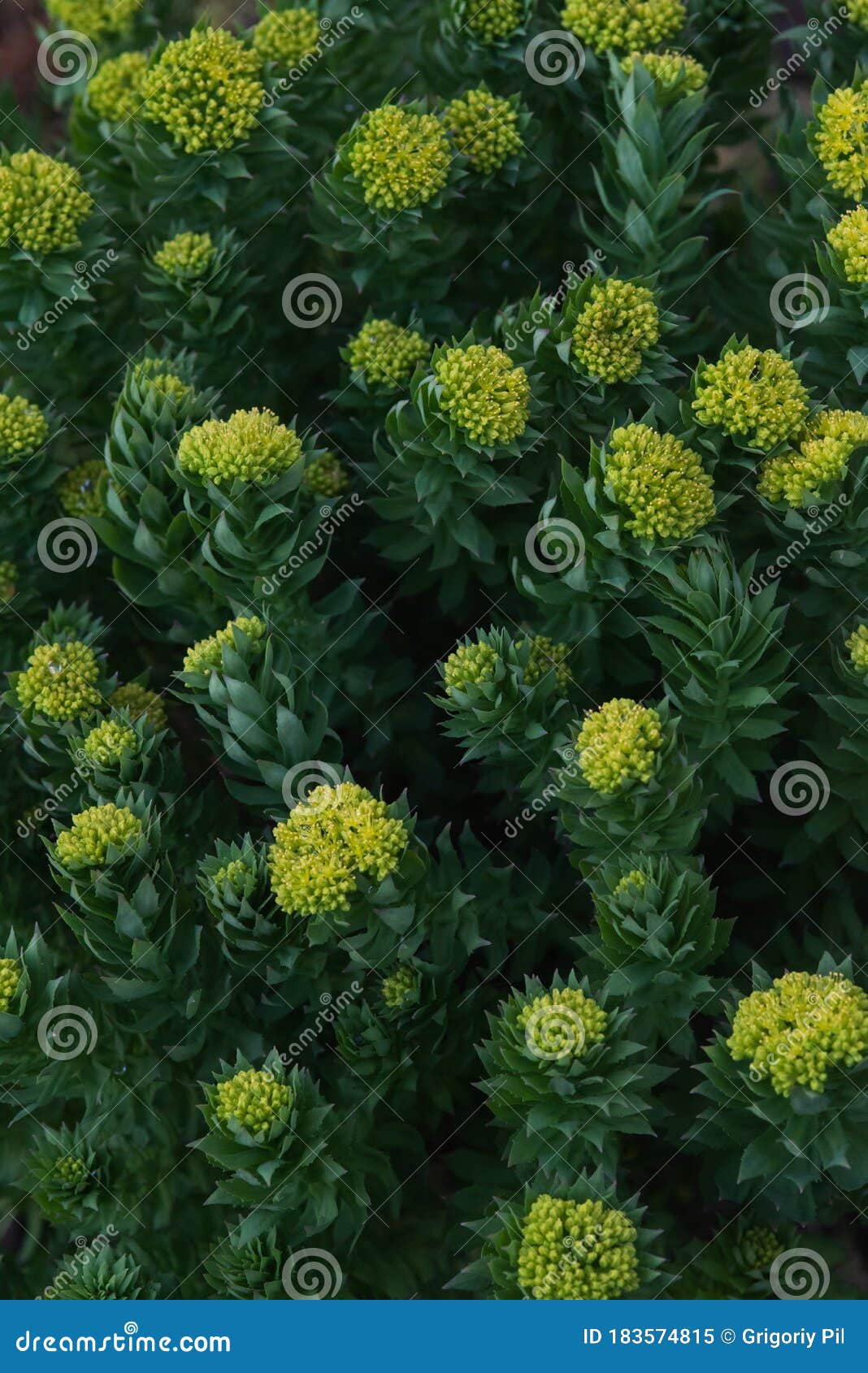 Rhodiola rosea stock image. Image of macro, arctic, nature - 183574815