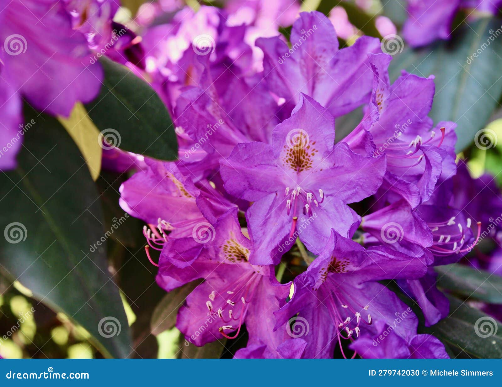 Rhododendron in Full Purple Bloom Jenningsville Pennsylvania Stock ...