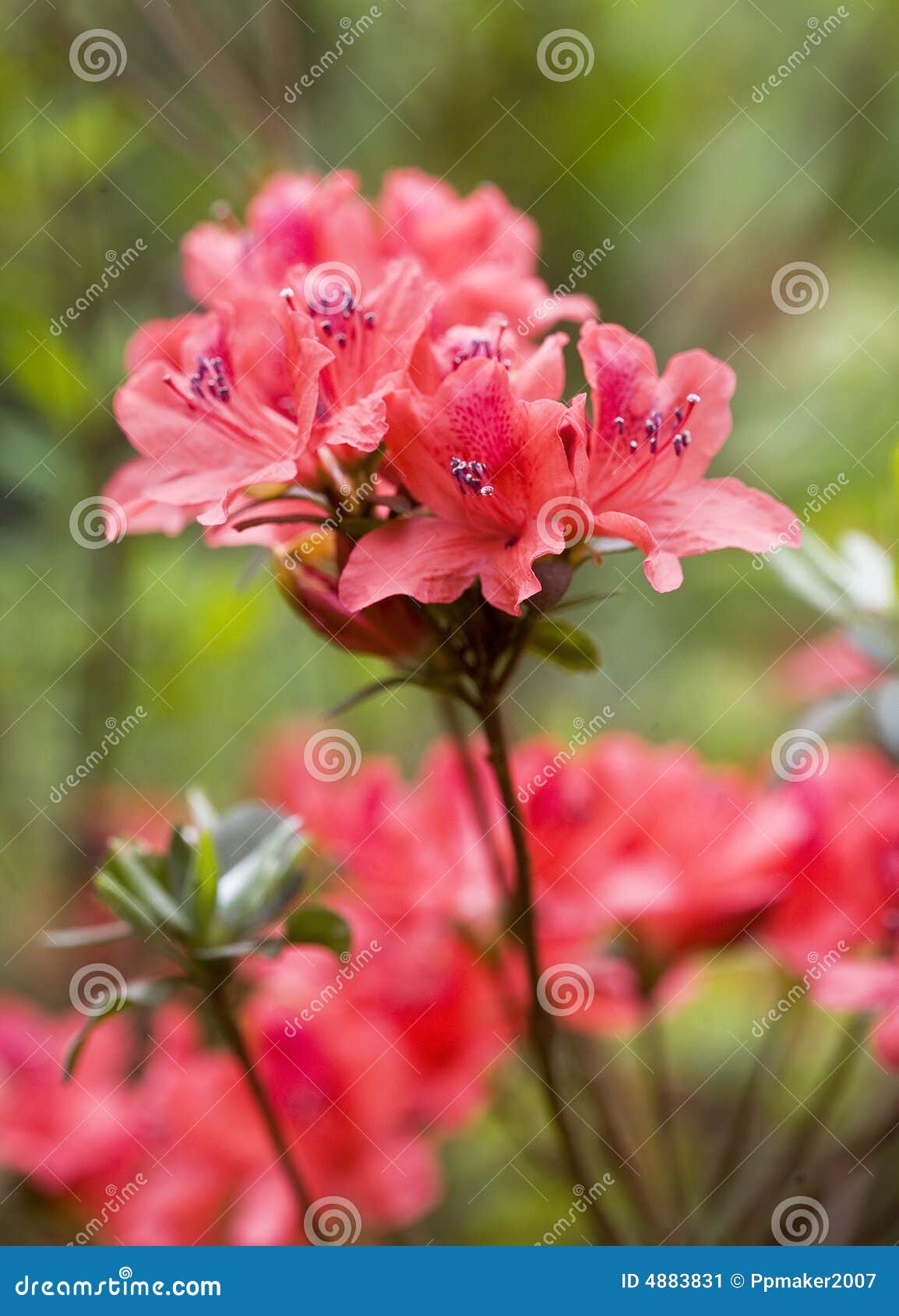 Rhododendron stock image. Image of flowers, blooming, plants - 4883831