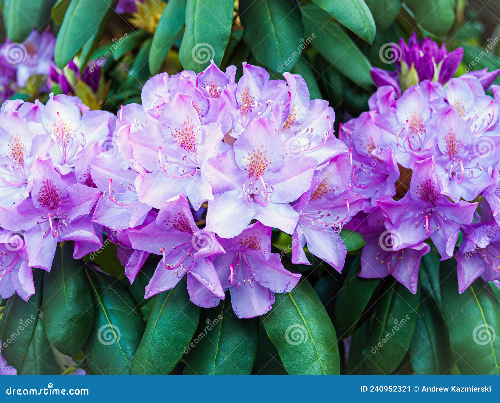 Rhododendron Background stock image. Image of colored - 240952321
