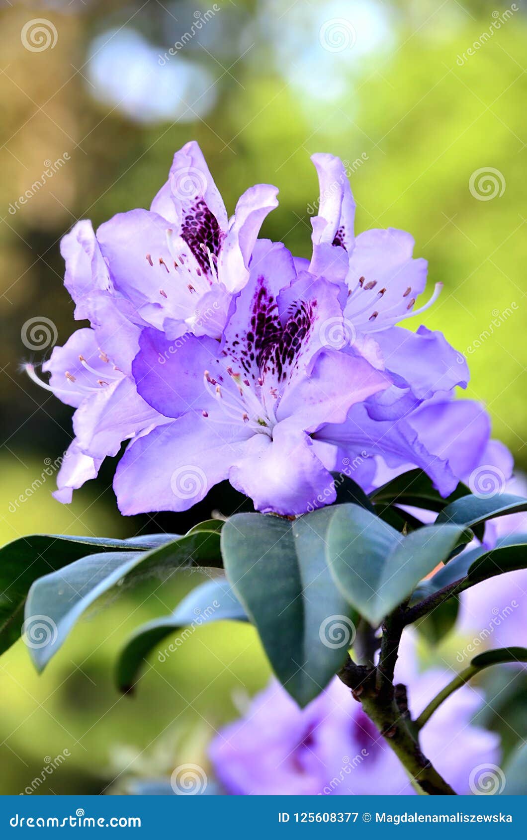 Rhododendron - Beautiful Flowers Stock Image - Image of flowers ...