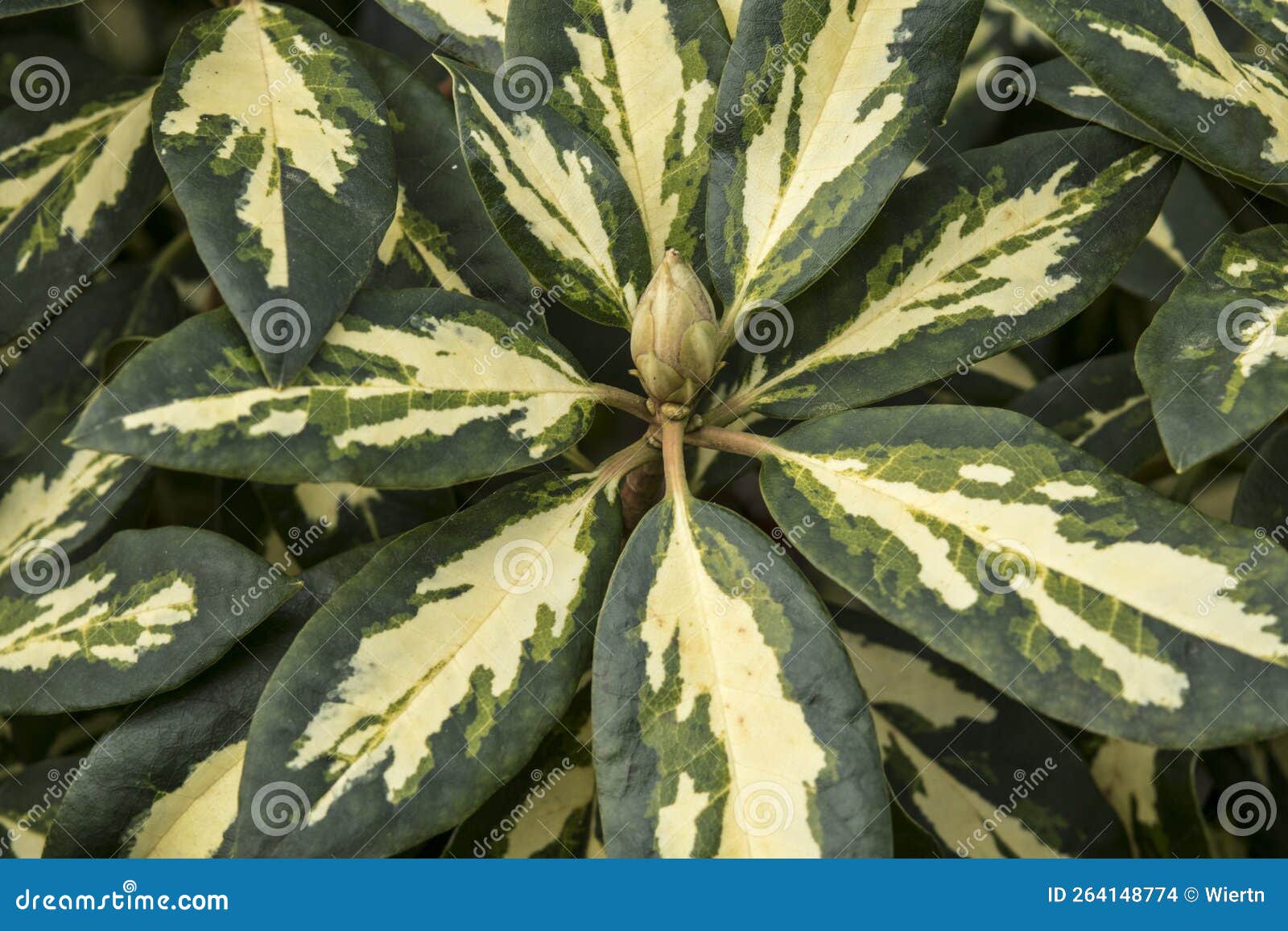 Rhododendron `Blattgold` with Variegated Leaves Stock Photo - Image of ...