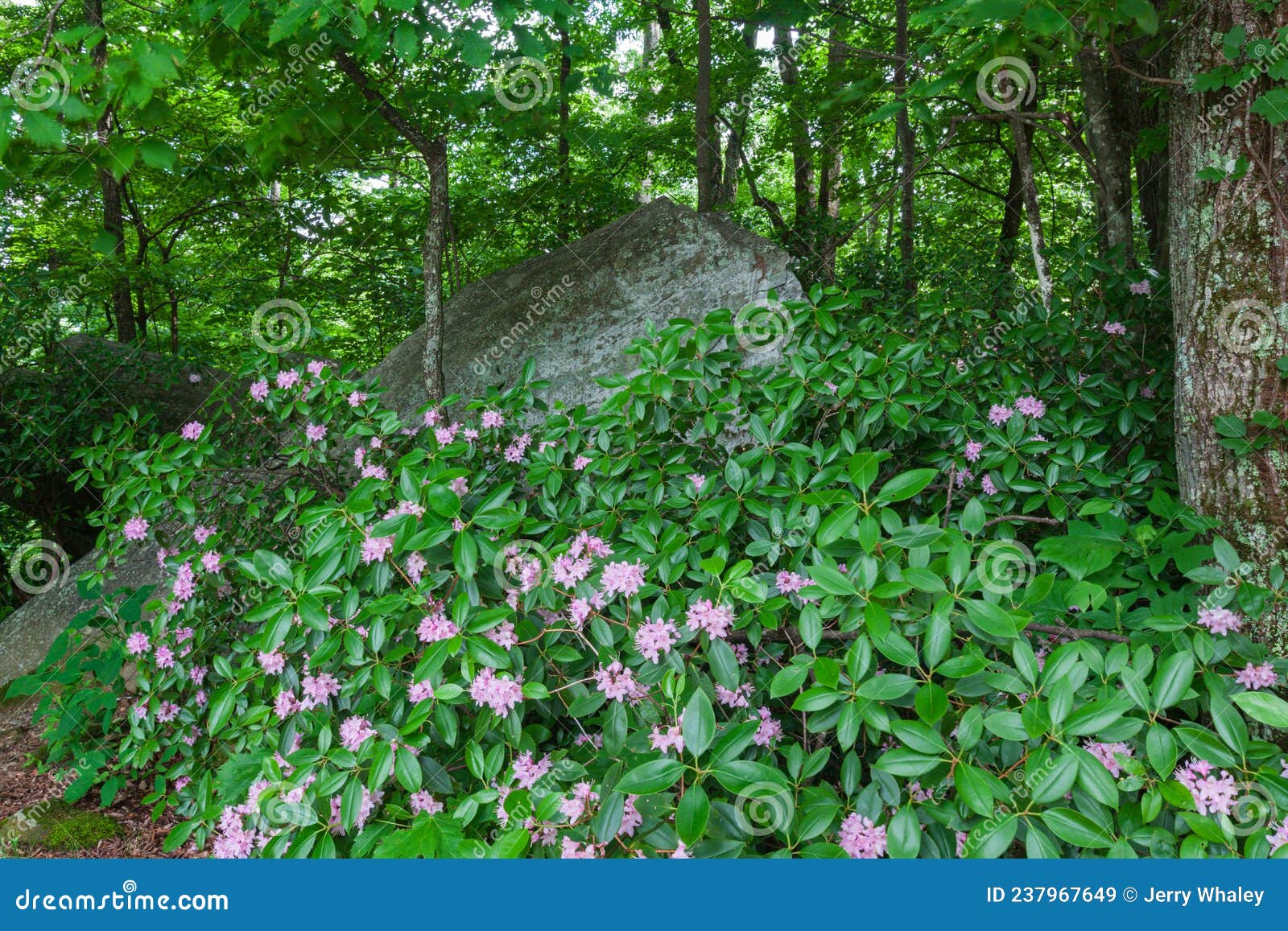 Catawba Rhododendron Blooming Stock Image - Image of outdoors, nature ...