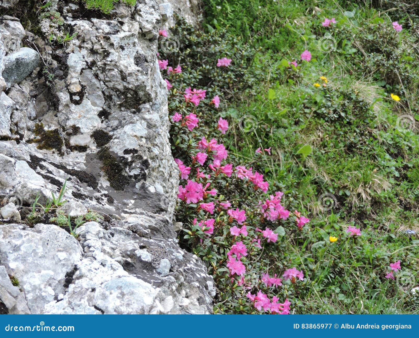 Rhododendron from Bucegi stock image. Image of carphatians - 83865977
