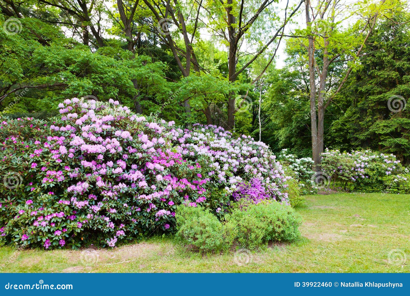 Rhododendron Bushes stock photo. Image of pink, gardening - 39922460