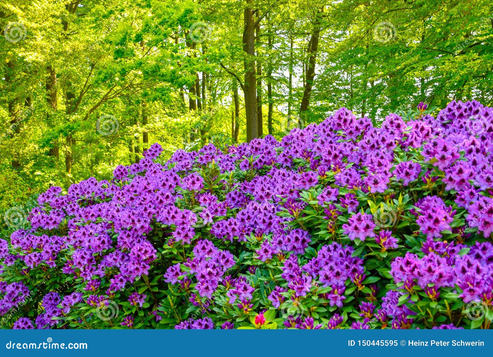 Rhododendron in Different Colors and Different Varieties Stock Image ...