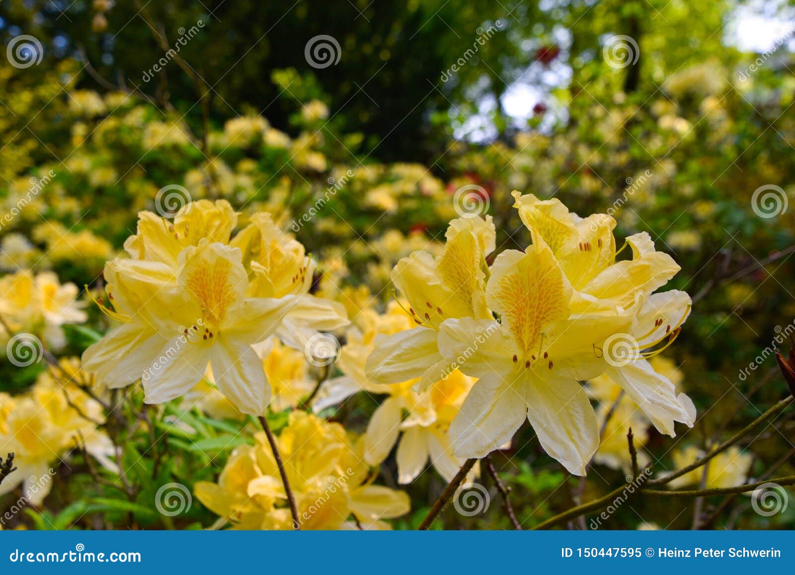 Rhododendron in Different Colors and Different Varieties Stock Image ...