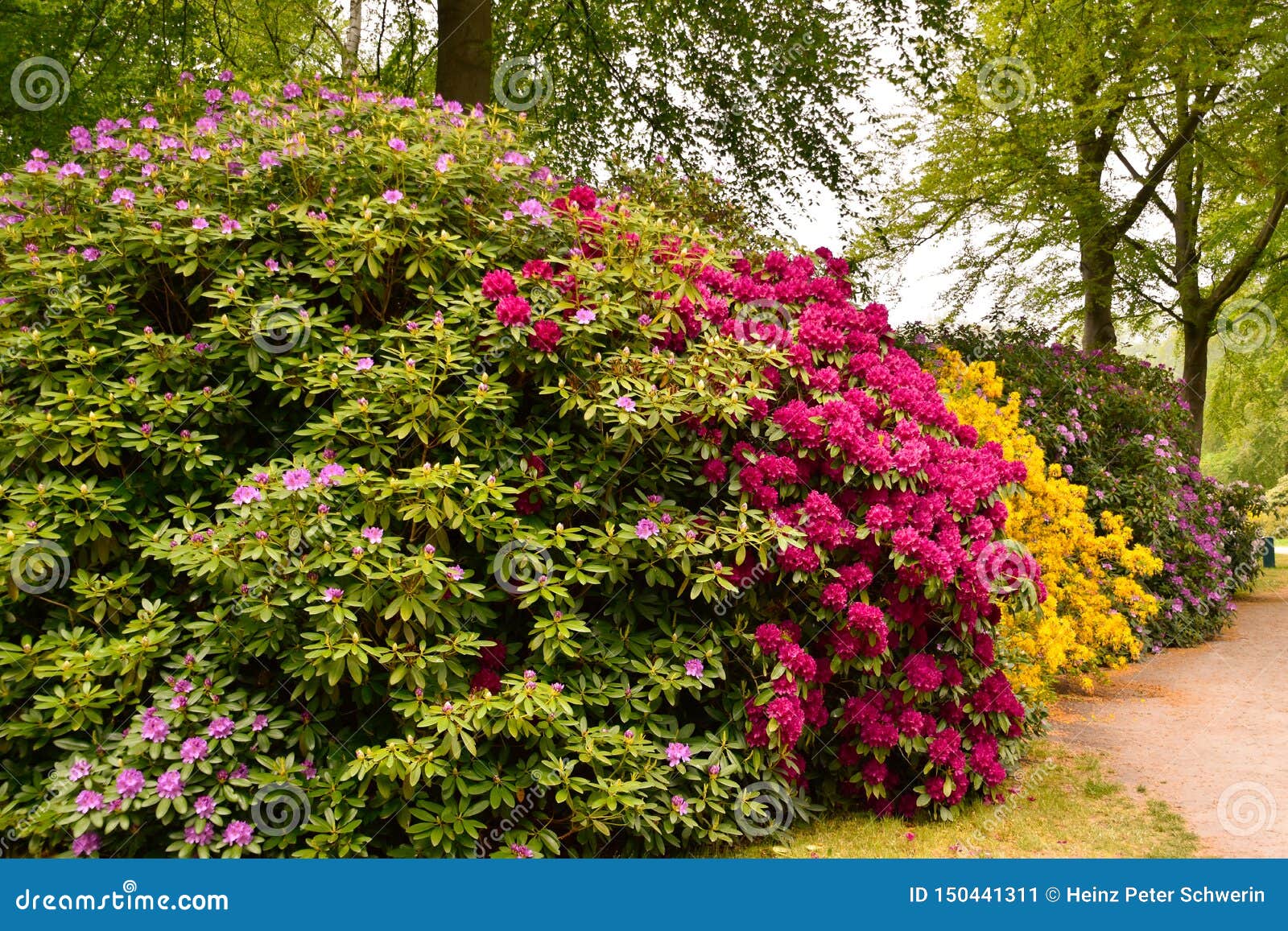 Rhododendron in Different Colors and Different Varieties Stock Image ...