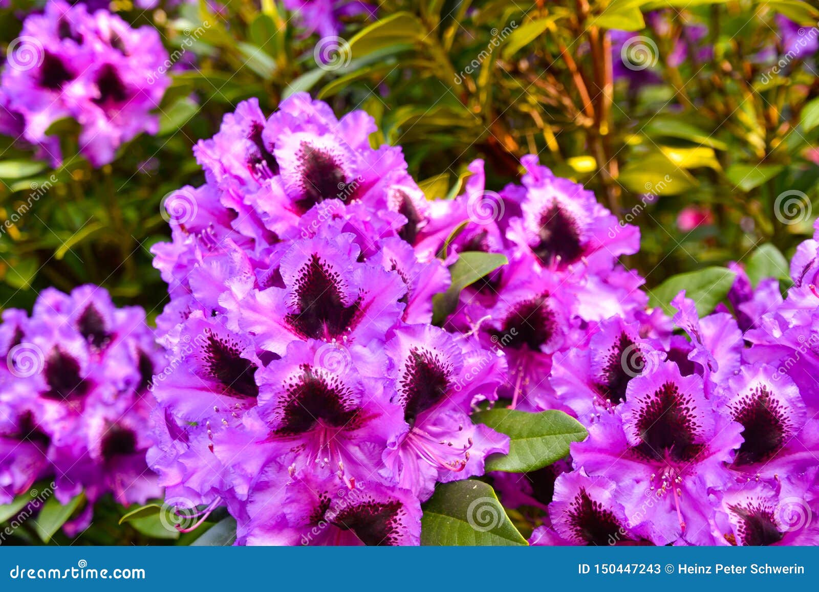 Rhododendron in Different Colors and Different Varieties Stock Image ...