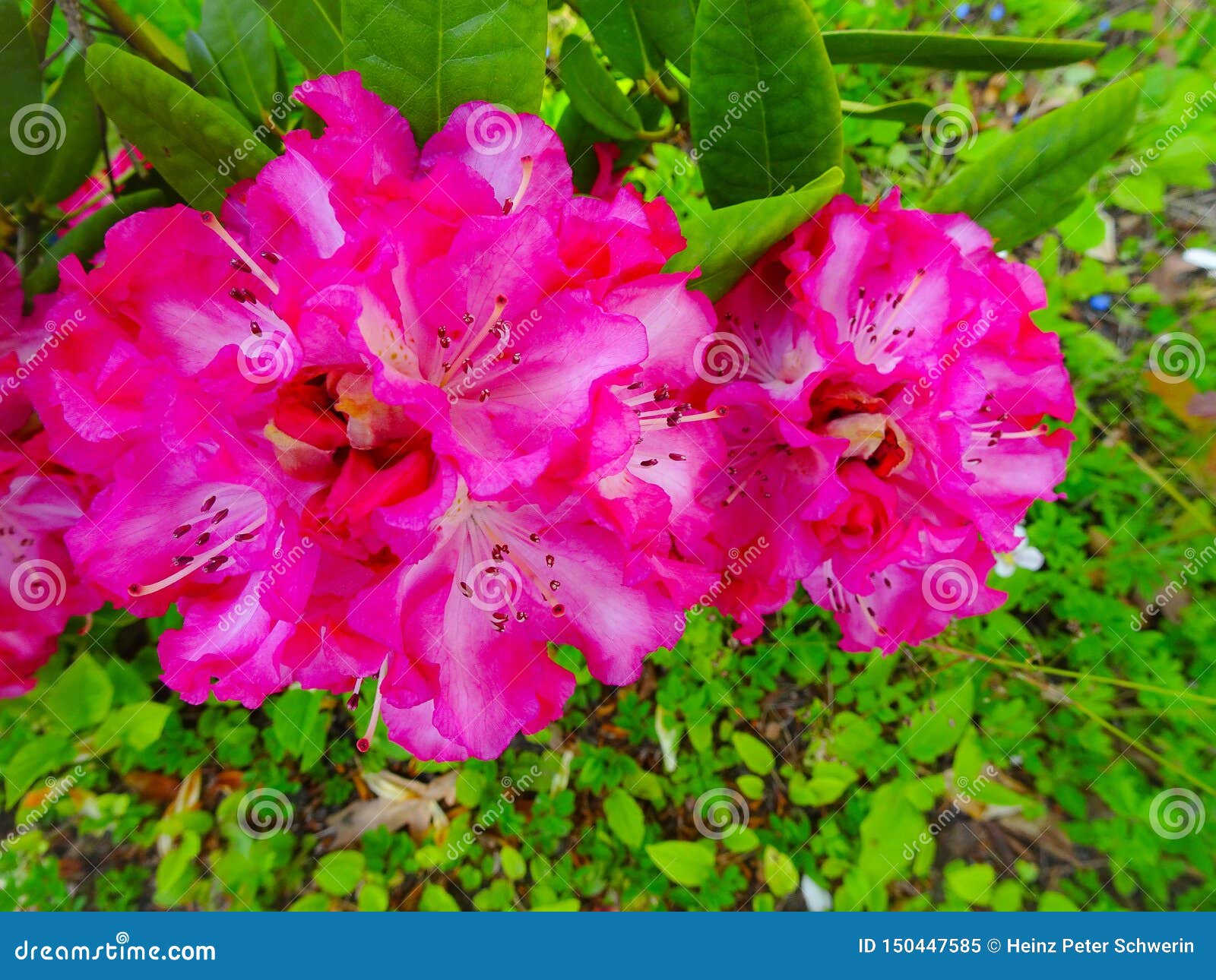 Rhododendron in Different Colors and Different Varieties Stock Image ...