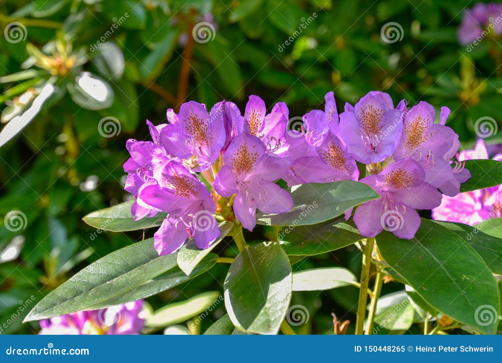 Rhododendron in Different Colors and Different Varieties Stock Image ...