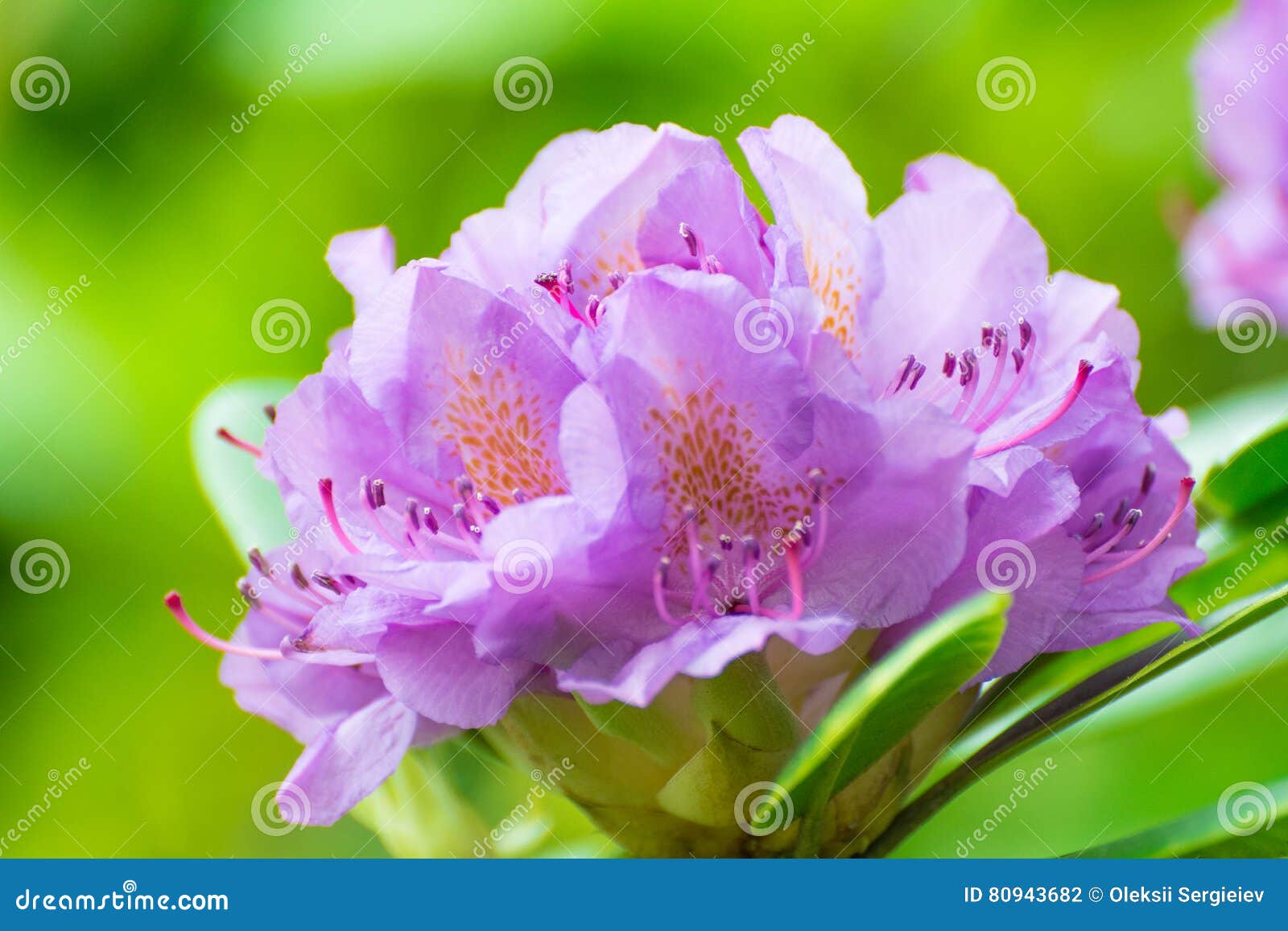 Rhododendron flower stock photo. Image of leaf, pink - 80943682