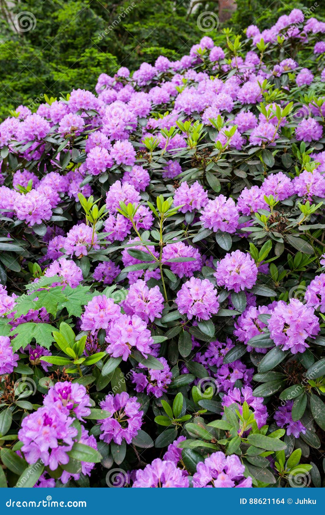 Rhododendron Flower Bush Blooming Stock Photo - Image of petal, spring ...