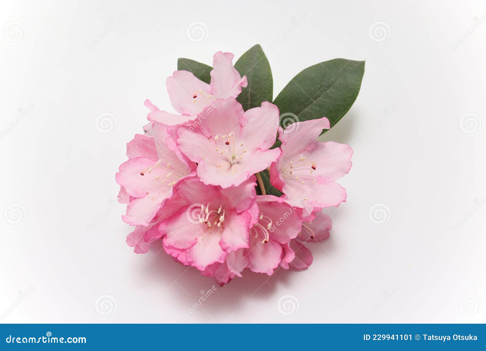 Rhododendron Flower Isolated on a White Background Stock Image - Image ...