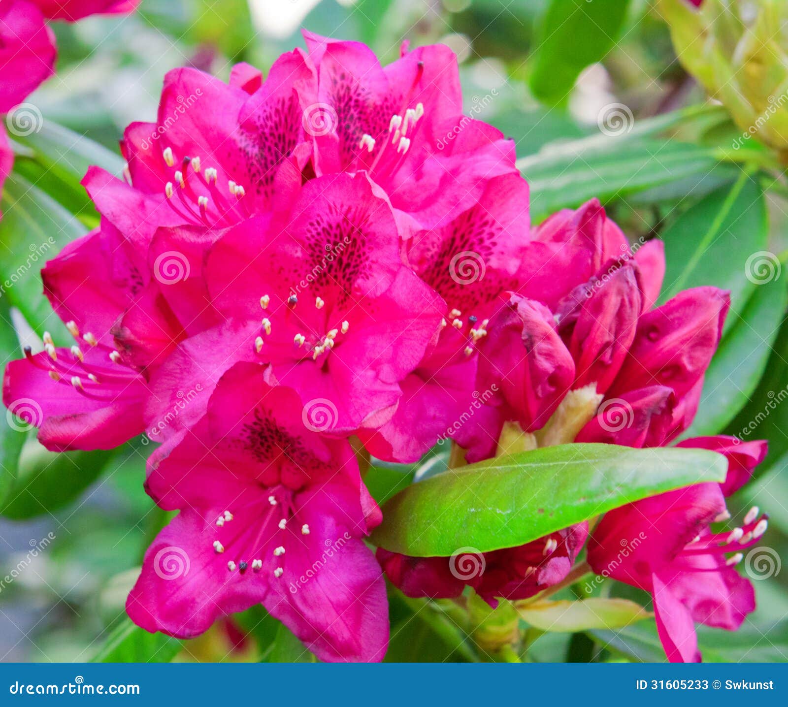 Rhododendron flower. stock image. Image of flowers, colored - 31605233