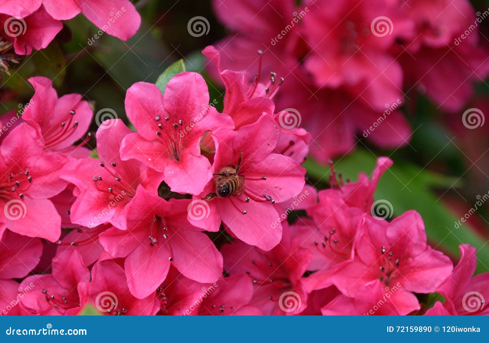 Rhododendron Flowers stock photo. Image of bloom, vibrant - 72159890