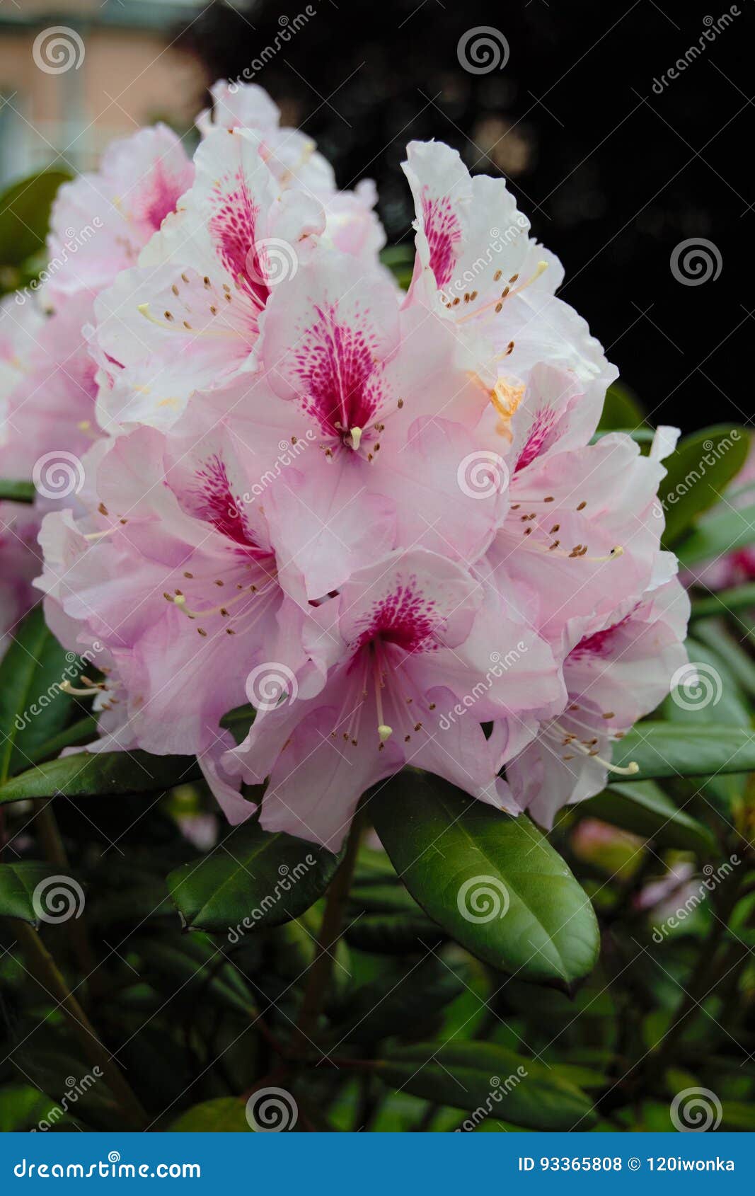 Rhododendron Flowers stock photo. Image of color, season - 93365808