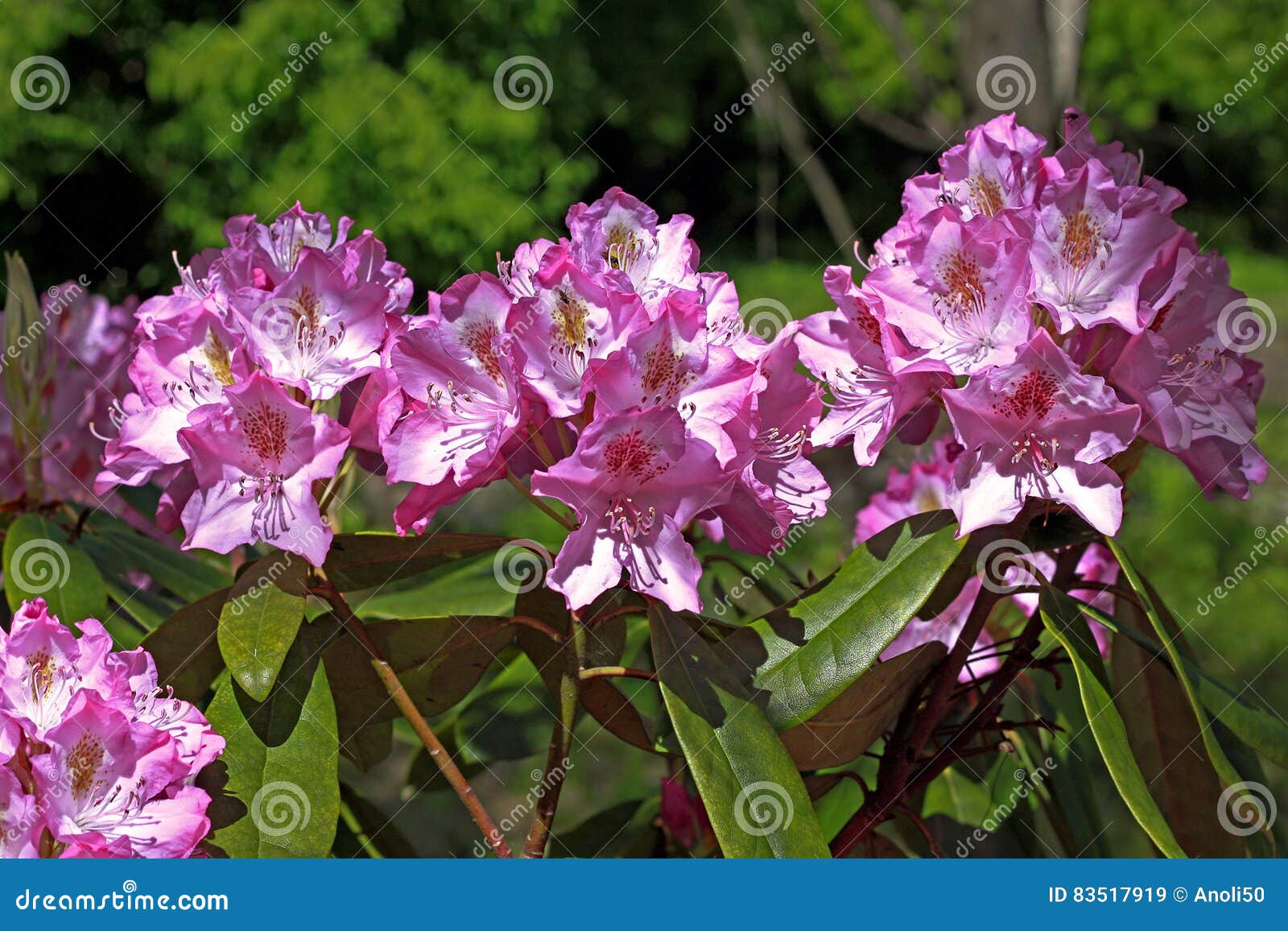 Rhododendron flowers stock image. Image of summer, flora - 83517919