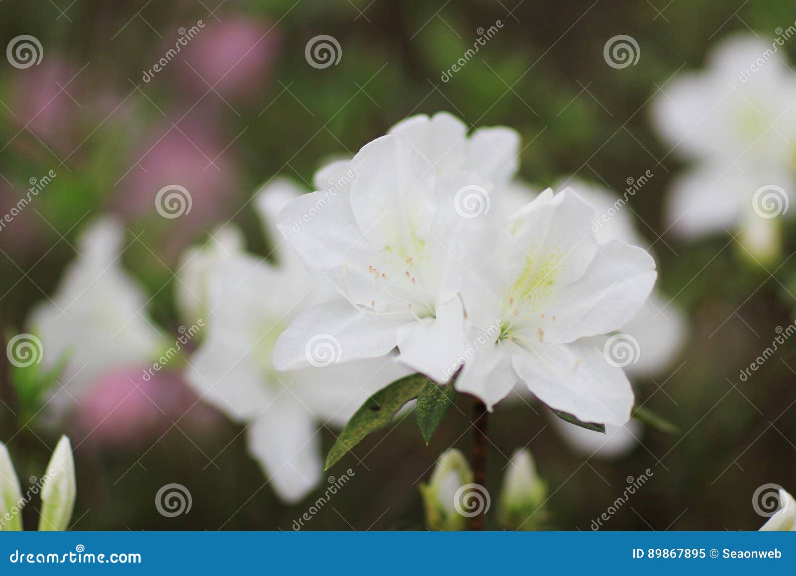 Rhododendron Flowers in a Public Park Stock Image - Image of beauty ...