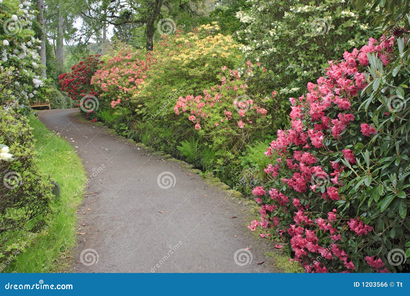 Rhododendron garden stock photo. Image of flowering, track - 1203566