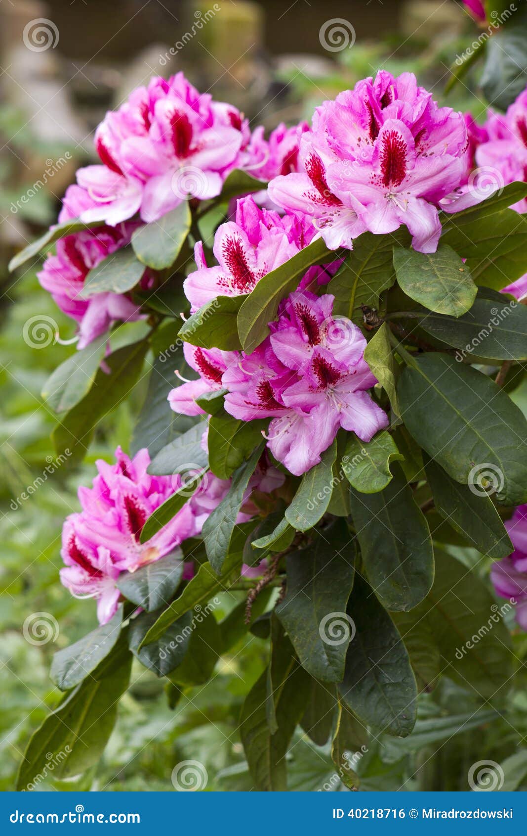 Rhododendron stock photo. Image of brake, spring, springtime - 40218716