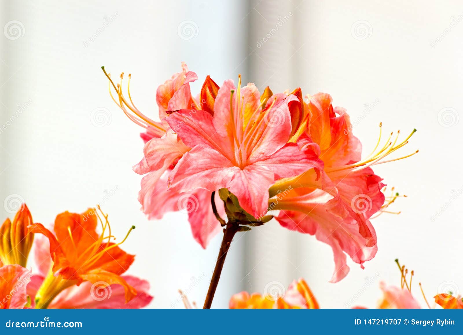 Rhododendron of the Inga Species Stock Image - Image of inga, bush ...