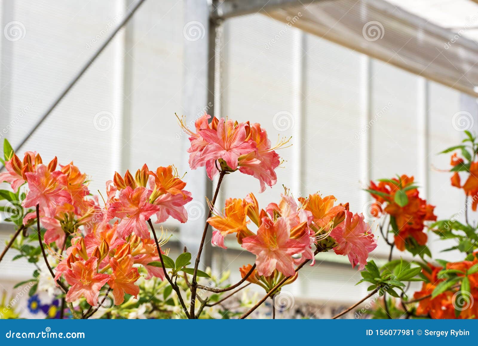 Rhododendron of the Inga Species Stock Image - Image of shape, colorful ...