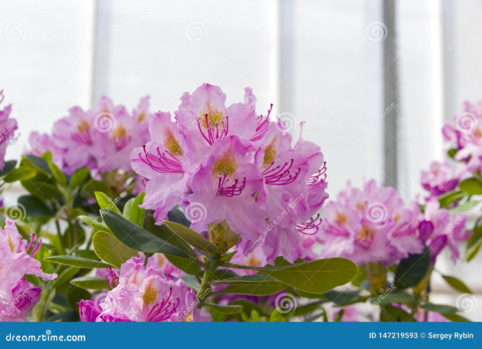 Rhododendron of the Irina Species Stock Image - Image of species, pink ...