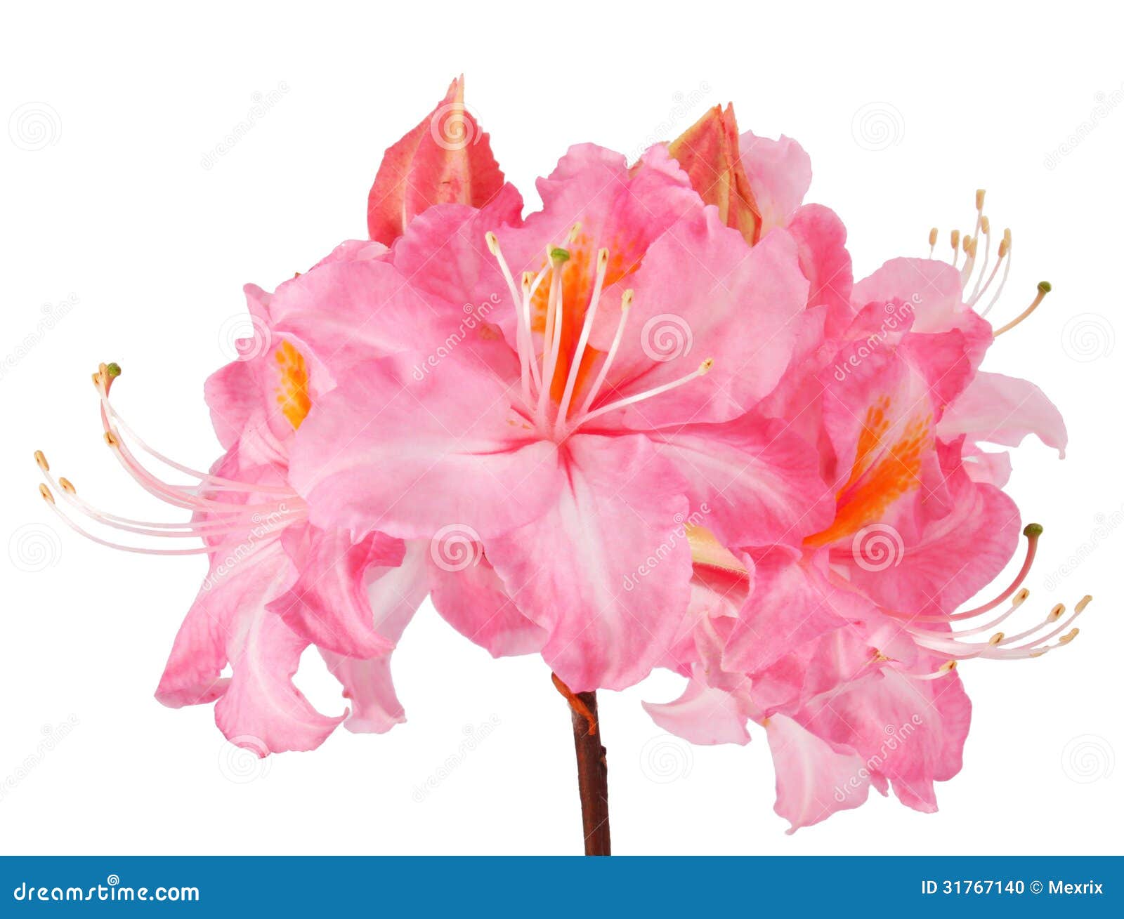 Rhododendron stock photo. Image of design, closeup, background - 31767140