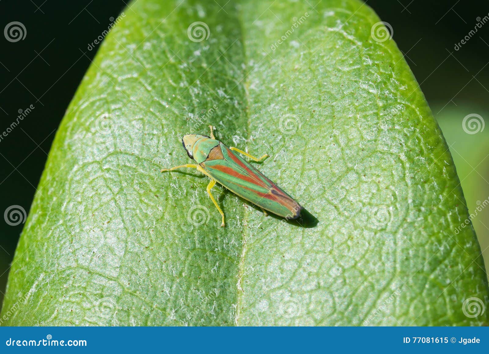 Rhododendron Leafhopper on a Leaf Stock Image - Image of insect, view ...