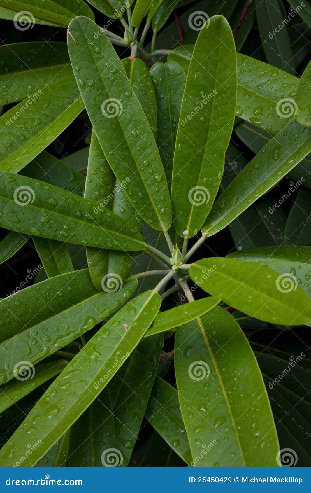 Rhododendron Leaves stock image. Image of raindrops, leaf - 25450429