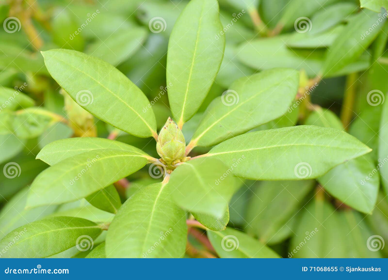 Rhododendron Leaves and Flower Bud Stock Image - Image of detail, leave ...