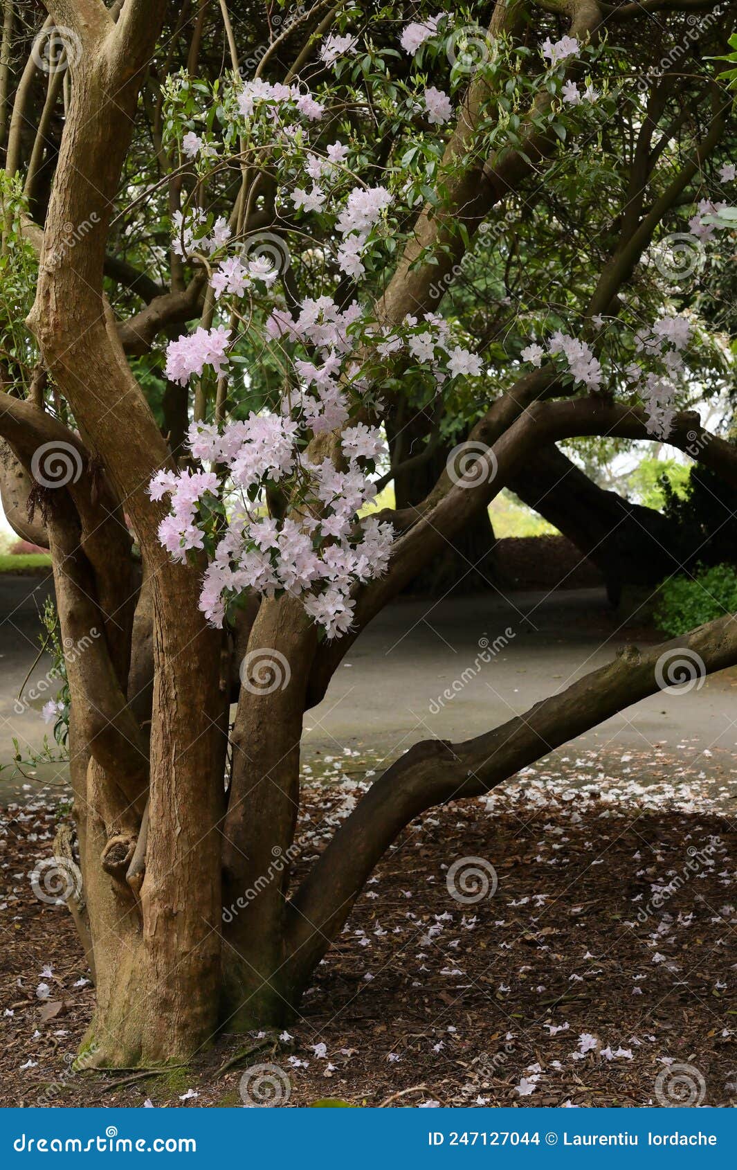 Rhododendron Maximum or Great Laurel Flowers Stock Photo - Image of ...
