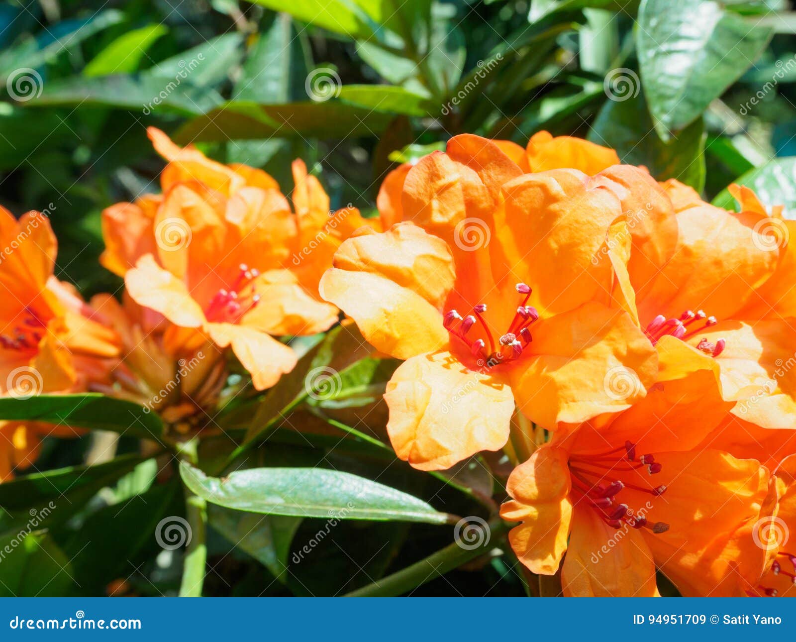 Rhododendron Orange stock image. Image of nature, color - 94951709