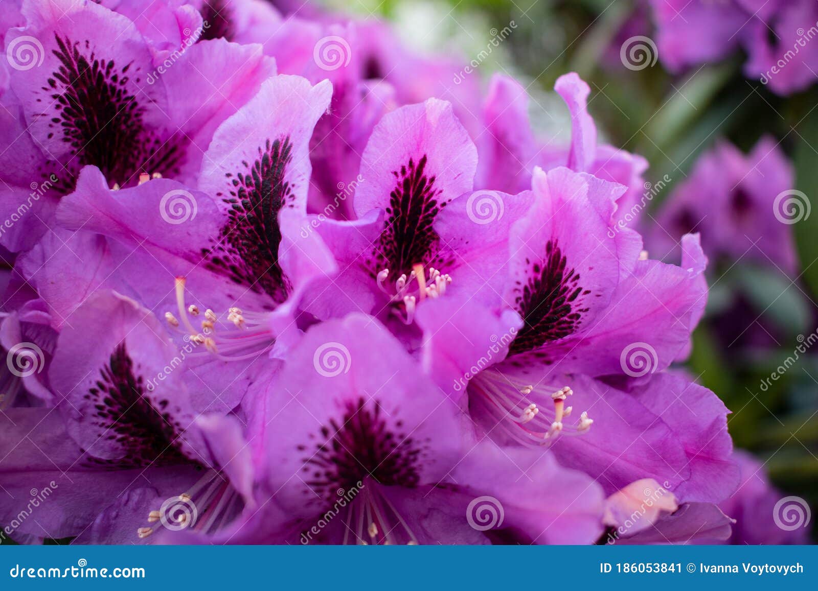 Rhododendron Pink Bush. Good Ecology Stock Image - Image of color, bush ...