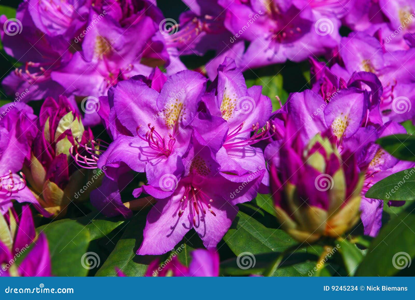 Rhododendron Ponticum Flowers Stock Photo - Image of nature, rhodos ...