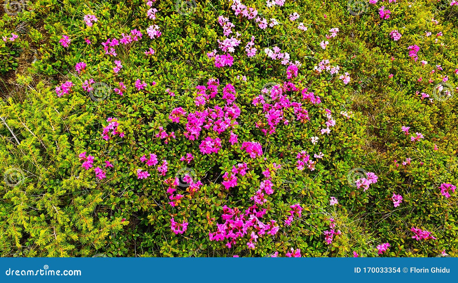 Rhododendron, Protected Plant in Romania. Bucegi Mountains Stock Photo ...