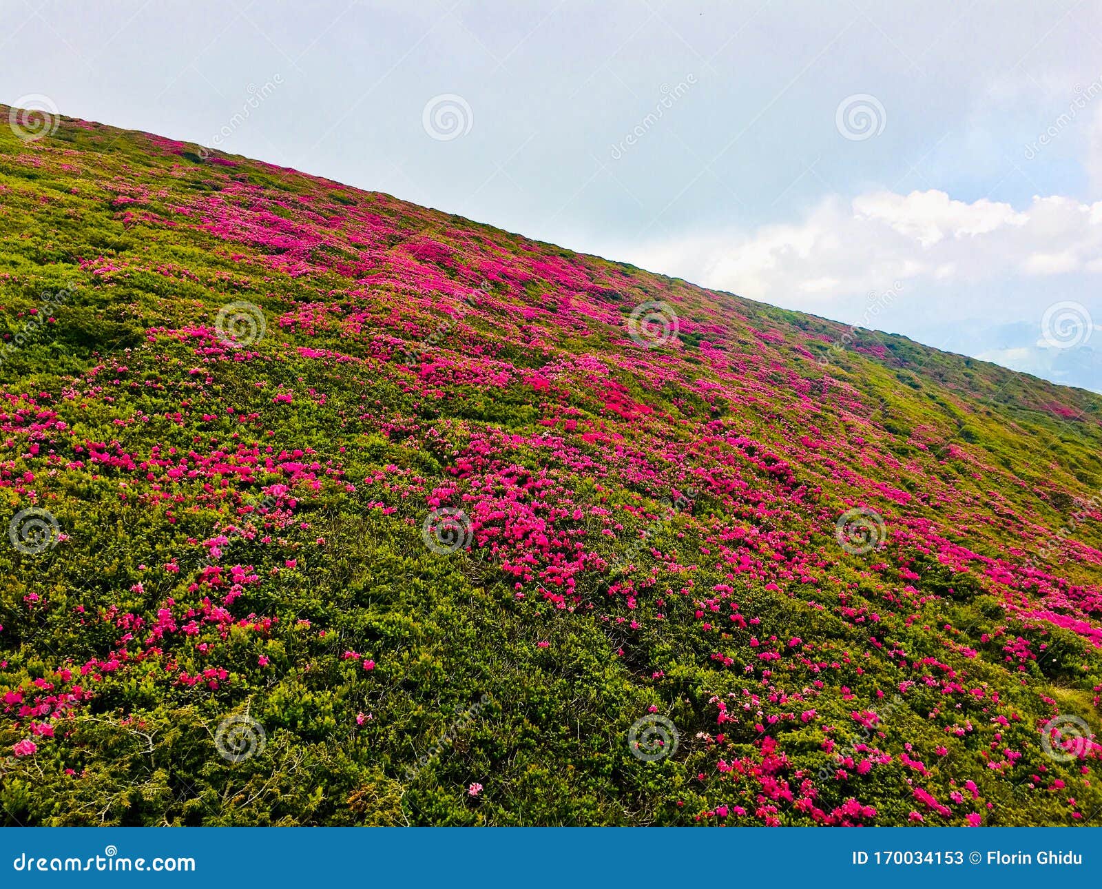 Rhododendron, Protected Plant into Romania. Bucegi Mountains Stock ...