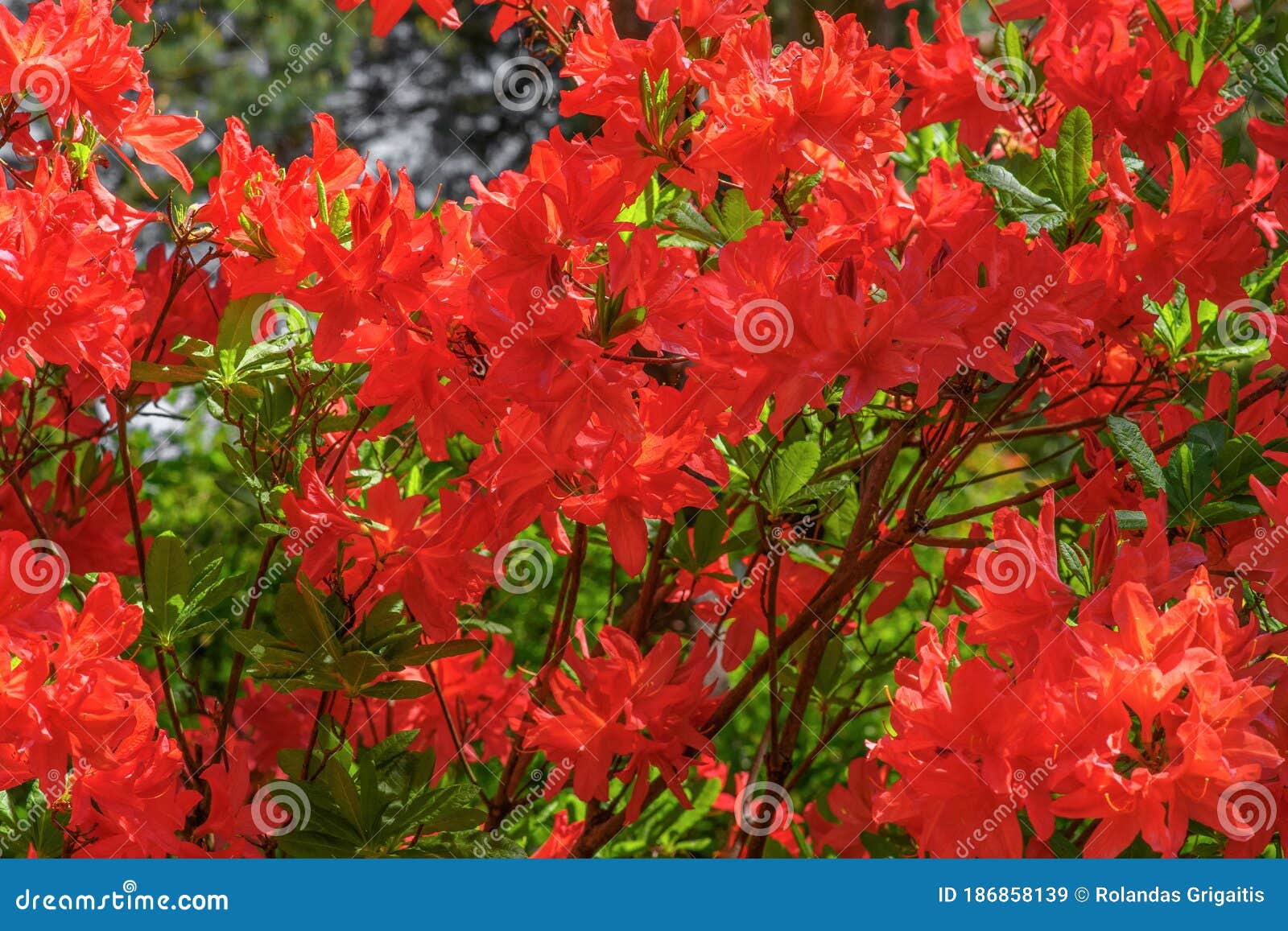 Rhododendron Red Flower Fresh Blooming on the Park Stock Image - Image ...