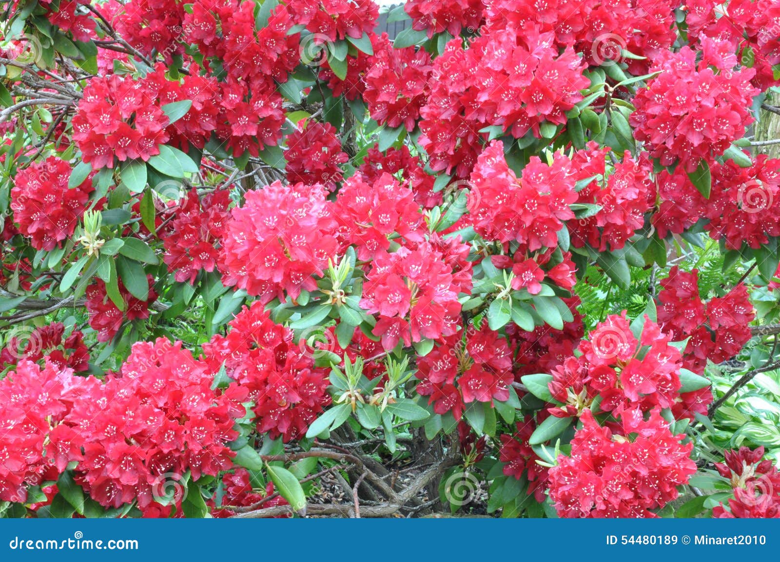 Rhododendron Rouge De Buisson Image stock - Image du stationnement ...