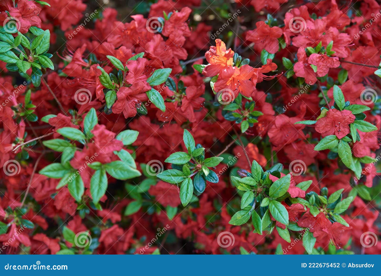 Rhododendron Shrub Blooms with Red Flower Stock Photo - Image of floral ...