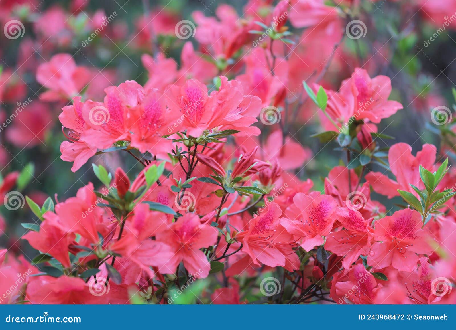 The Rhododendron Simsii, Azalea Blooming on Tree at Spring Stock Photo ...