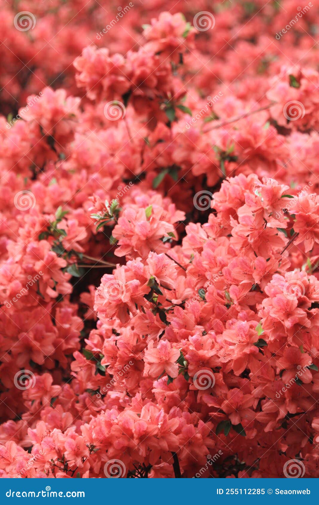 Rhododendron Simsii, Azalea Blooming on Tree at Spring 20 March 2011 ...