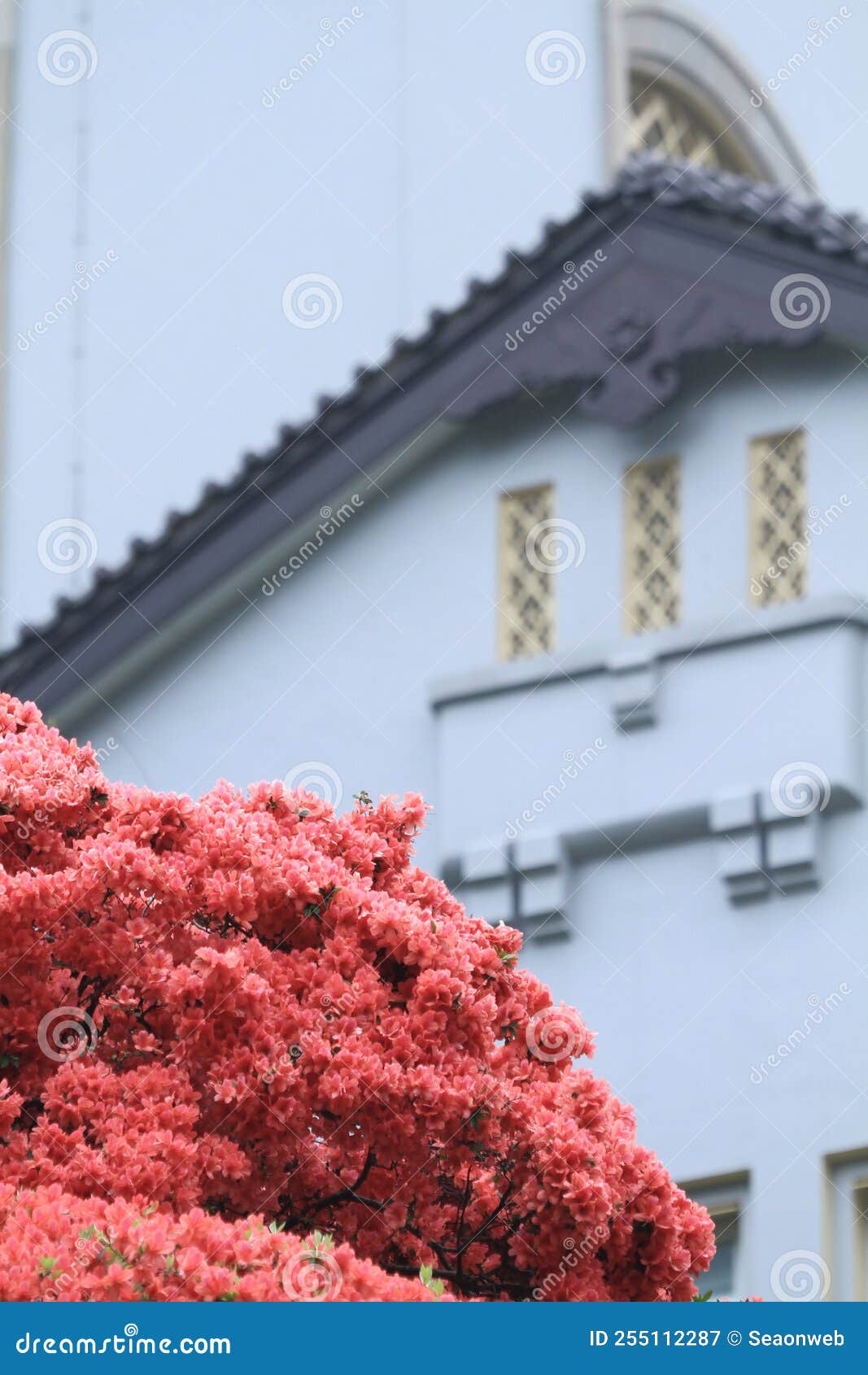 Rhododendron Simsii, Azalea Blooming on Tree at Spring 20 March 2011 ...